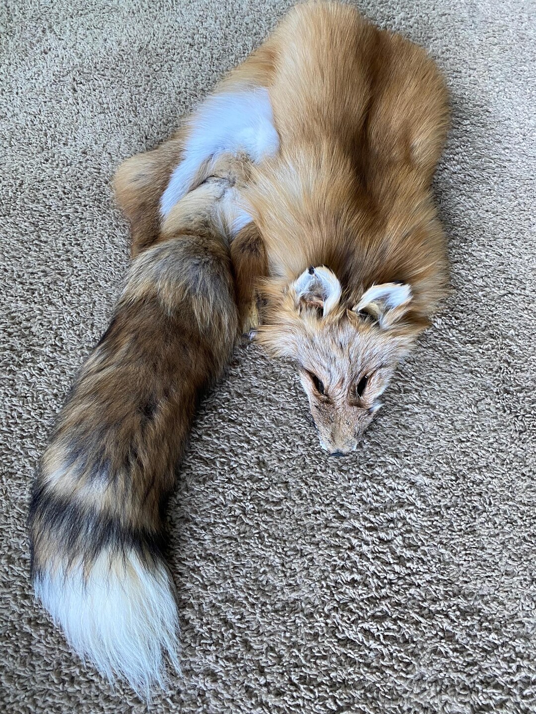 JUMBO TAIL Ranch Red Fox Pelt Select 5* Tanned Fur Farmed Great Leather ...