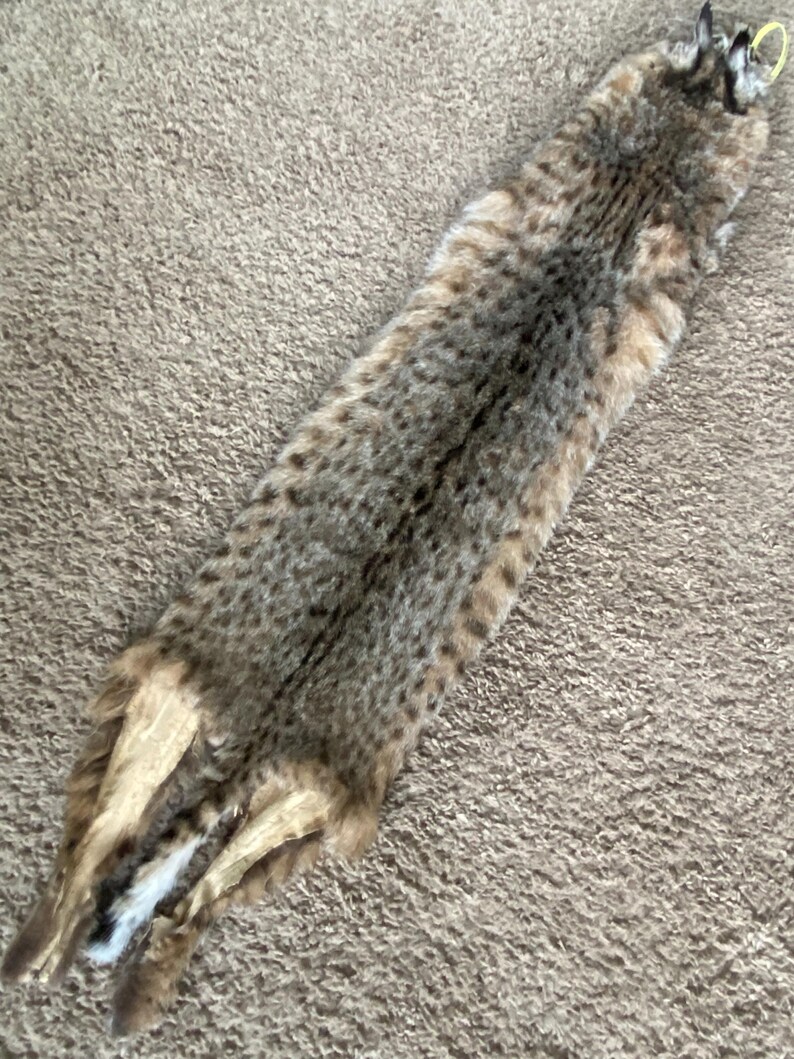 WILD BOBCAT Nicely SPOTTED Pelt Fresh Tanned Thick Heavy Pelt Fur Hide ...