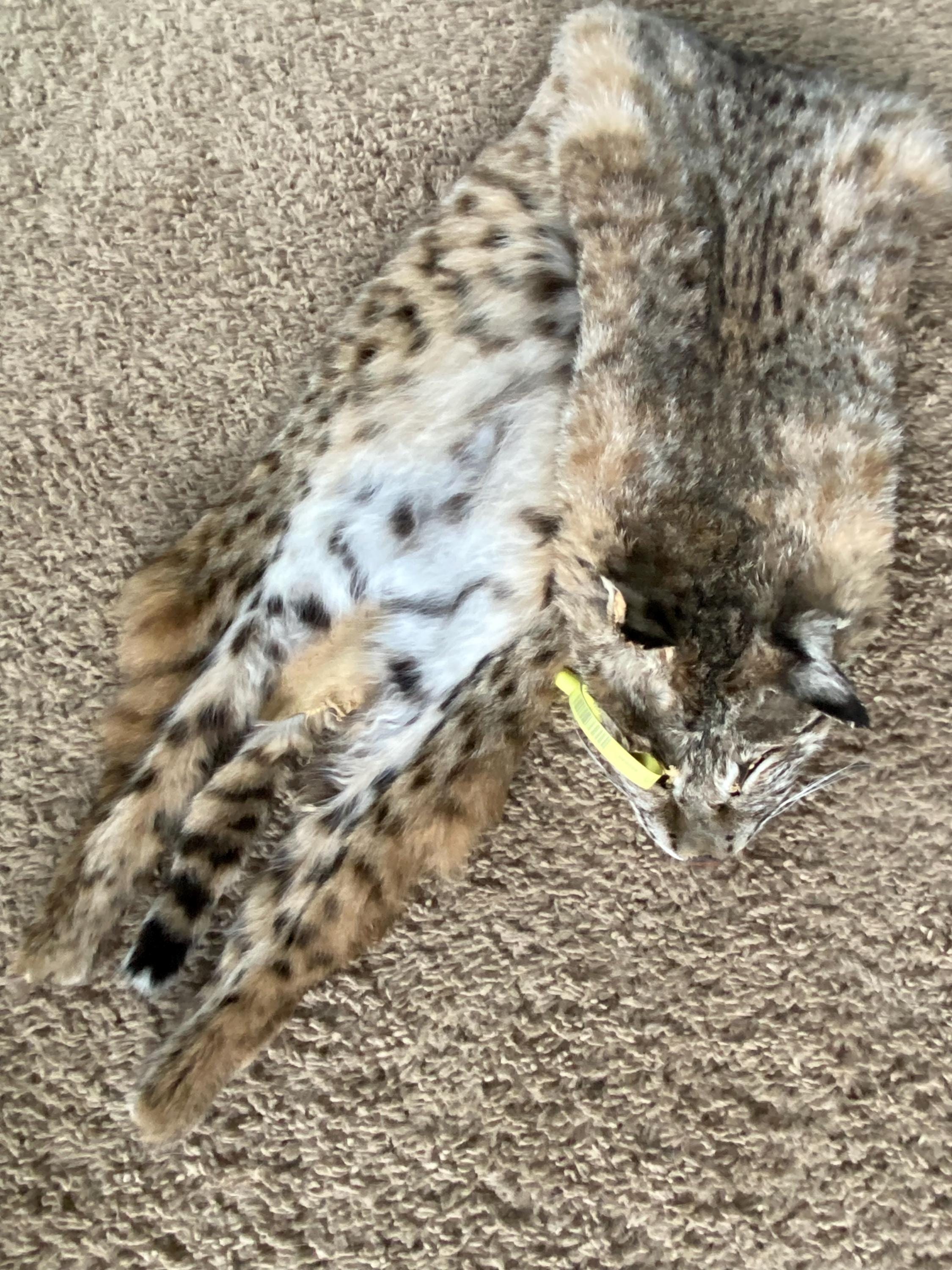 WILD BOBCAT Nicely SPOTTED Pelt Fresh Tanned Thick Heavy Pelt Fur Hide ...
