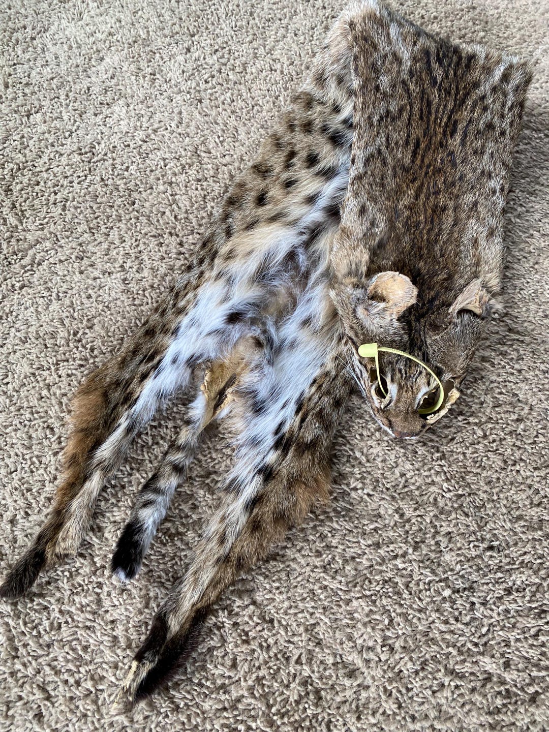 Georgia BOBCAT Nicely SPOTTED Pelt Fresh Tanned Thick Heavy Pelt Fur ...