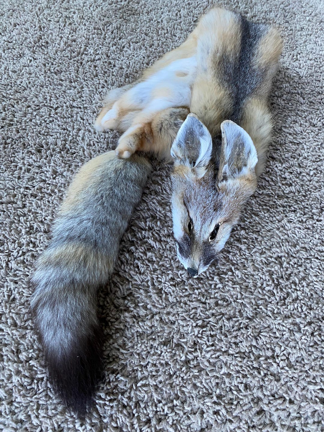 SELECT Kit Fox Tanned Real Pelt Log Cabin Decor Sweet Lil Pelt Red Grey ...