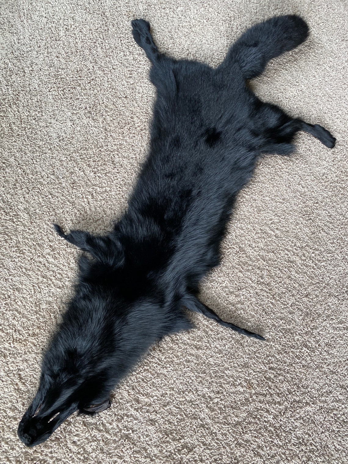 Ranch BLACK Shadow Blue Fox Pelt Skin Fur Fresh Tanned Rustic Log Cabin ...
