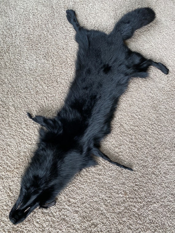 Ranch BLACK Shadow Blue Fox Pelt Skin Fur Fresh Tanned Rustic | Etsy