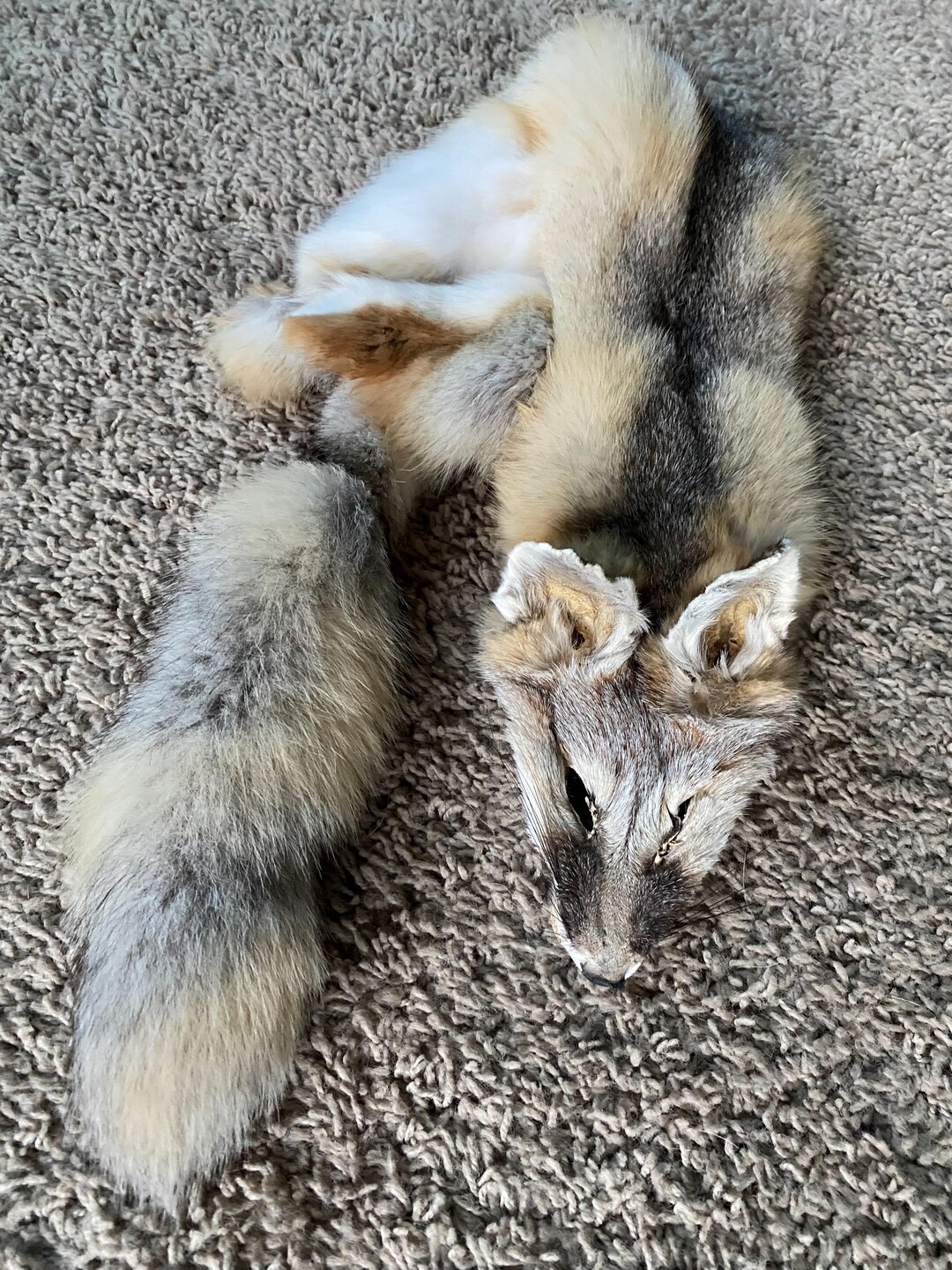 Kit Fox Tanned Real Pelt Log Cabin Decor Sweet Lil Pelt Red Grey Gray ...