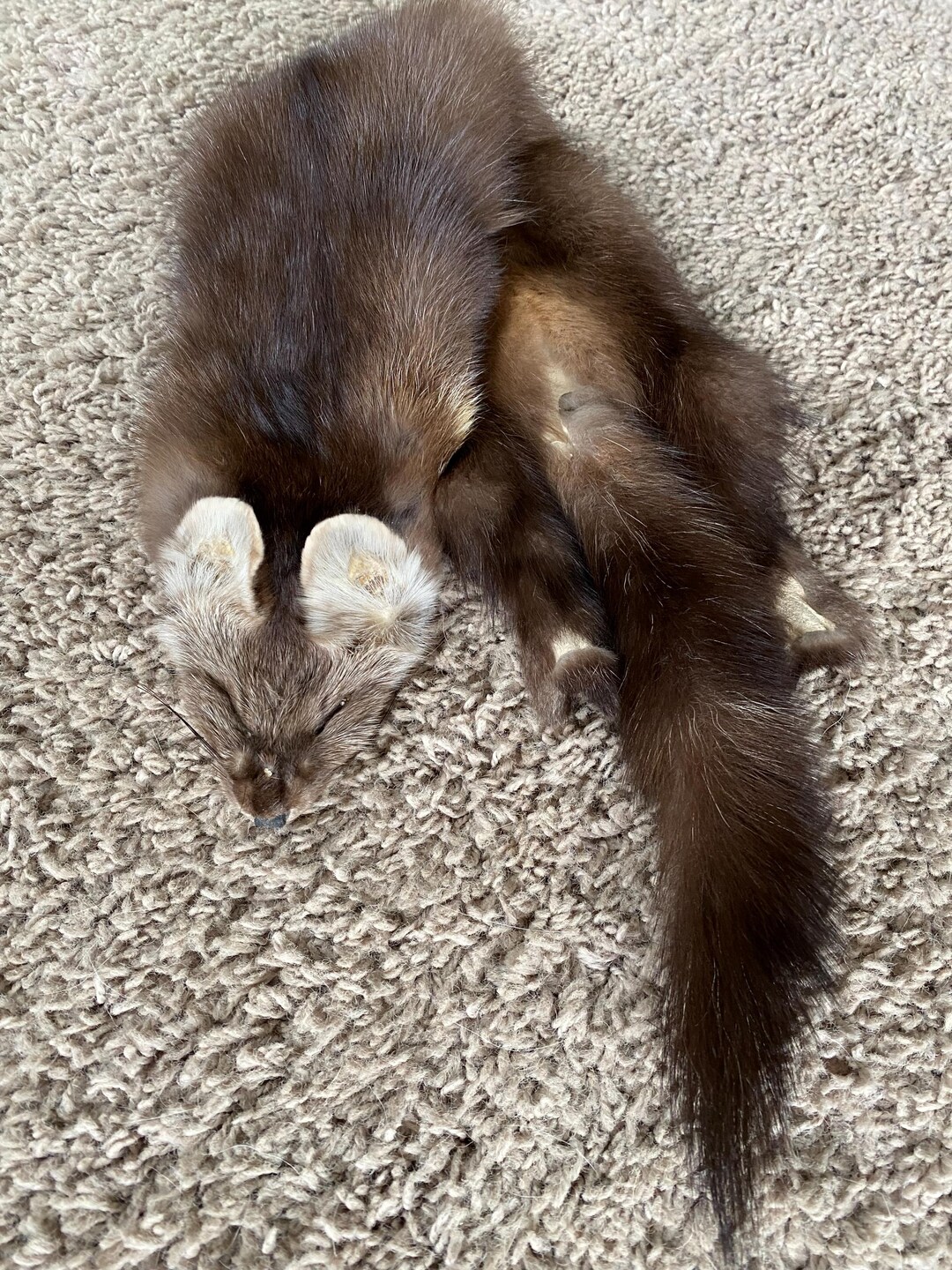 PINE MARTEN SABLE Pelt Tanned Log Cabin Decor Man Cave Art Leather Wild ...