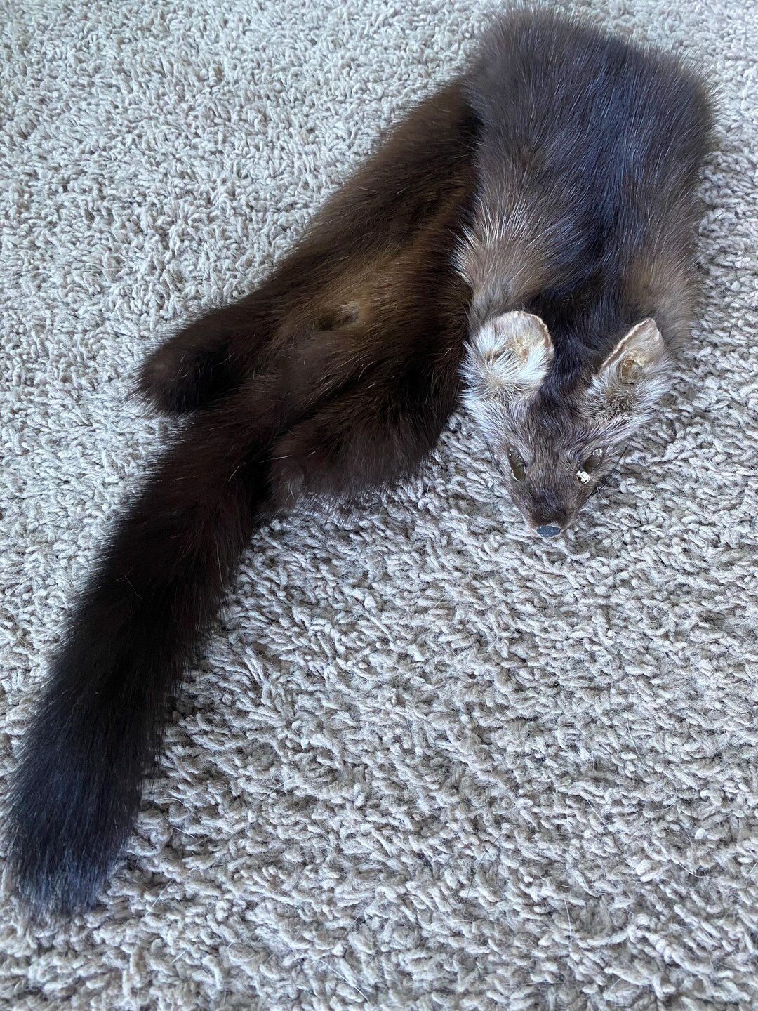 PINE MARTEN SABLE Pelt Tanned Log Cabin Decor Man Cave Art Leather Wild ...