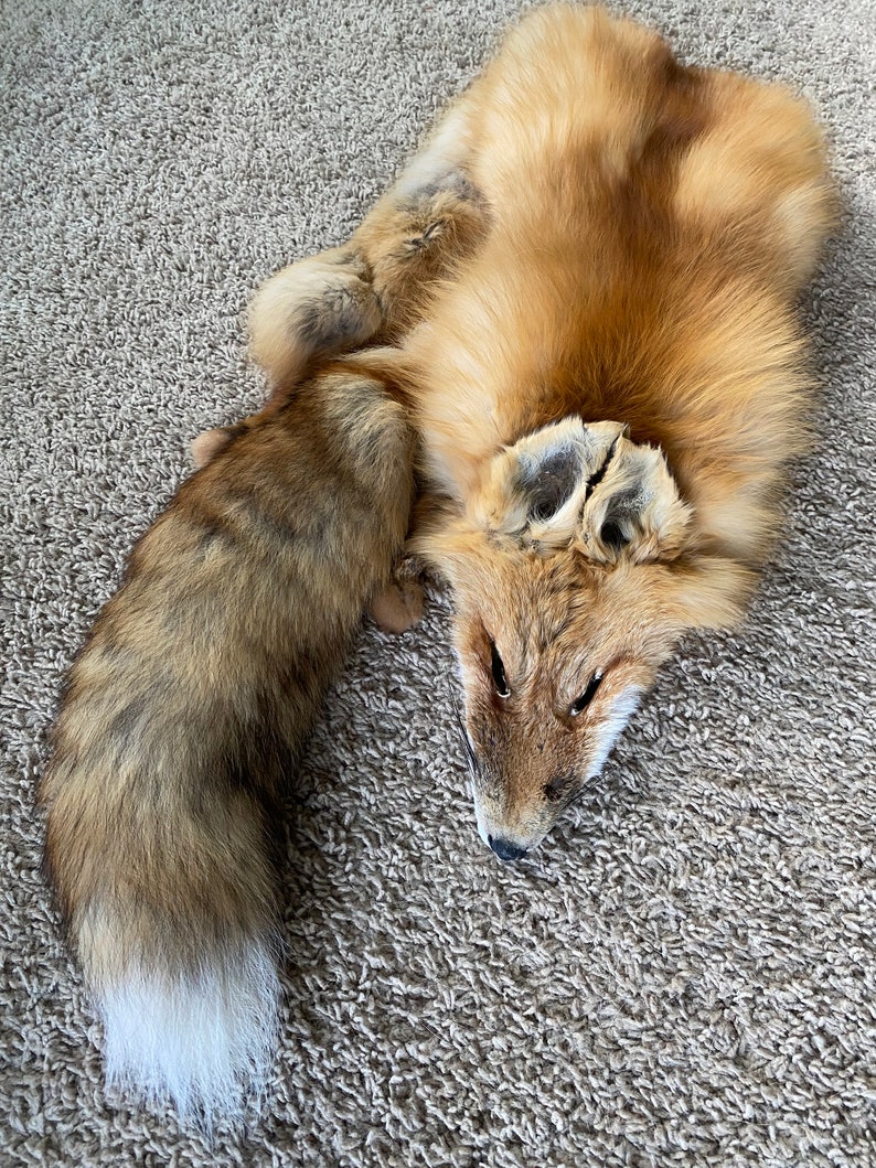 RED Fox Wild Pelt Fur Natural Log Cabin Decor Art Man Cave Coyote Ruff ...