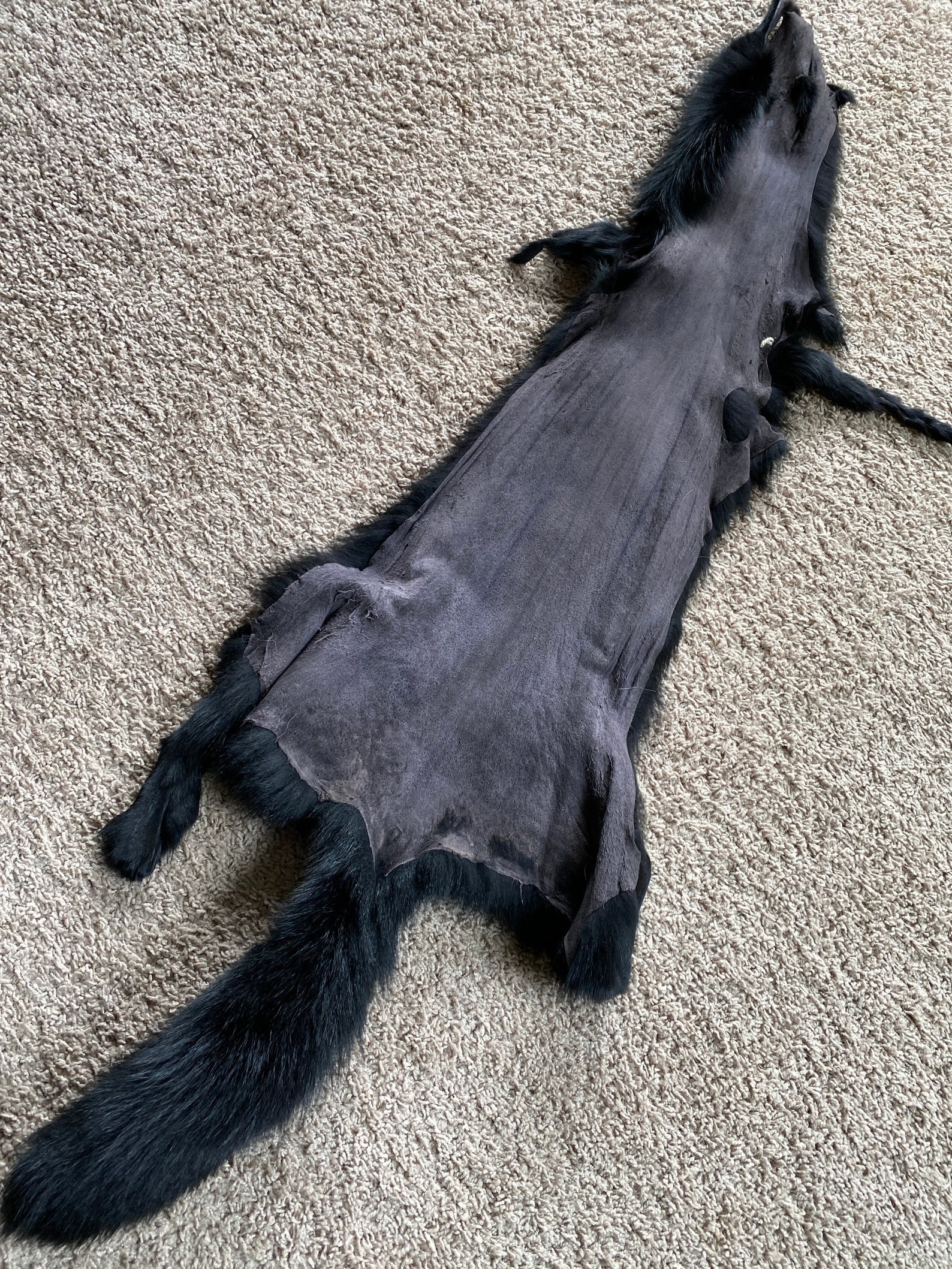 Ranch BLACK Shadow Blue Fox Pelt Skin Fur Fresh Tanned Rustic Log Cabin ...