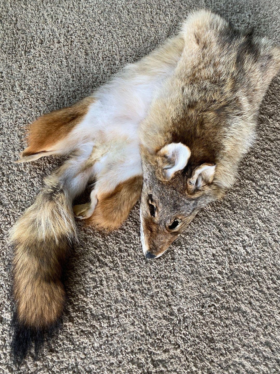 Quality Coyote Pelt Fresh Tanned Thick Heavy Pelt Wall Decor or Parka ...