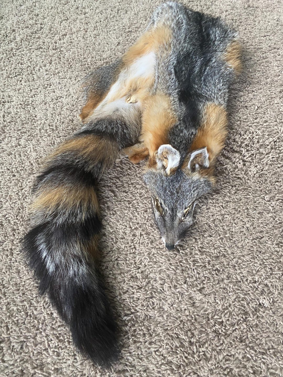 Gray Fox Pelt Fur Hide Tanned High Quality Log Cabin Decor Rustic Man ...