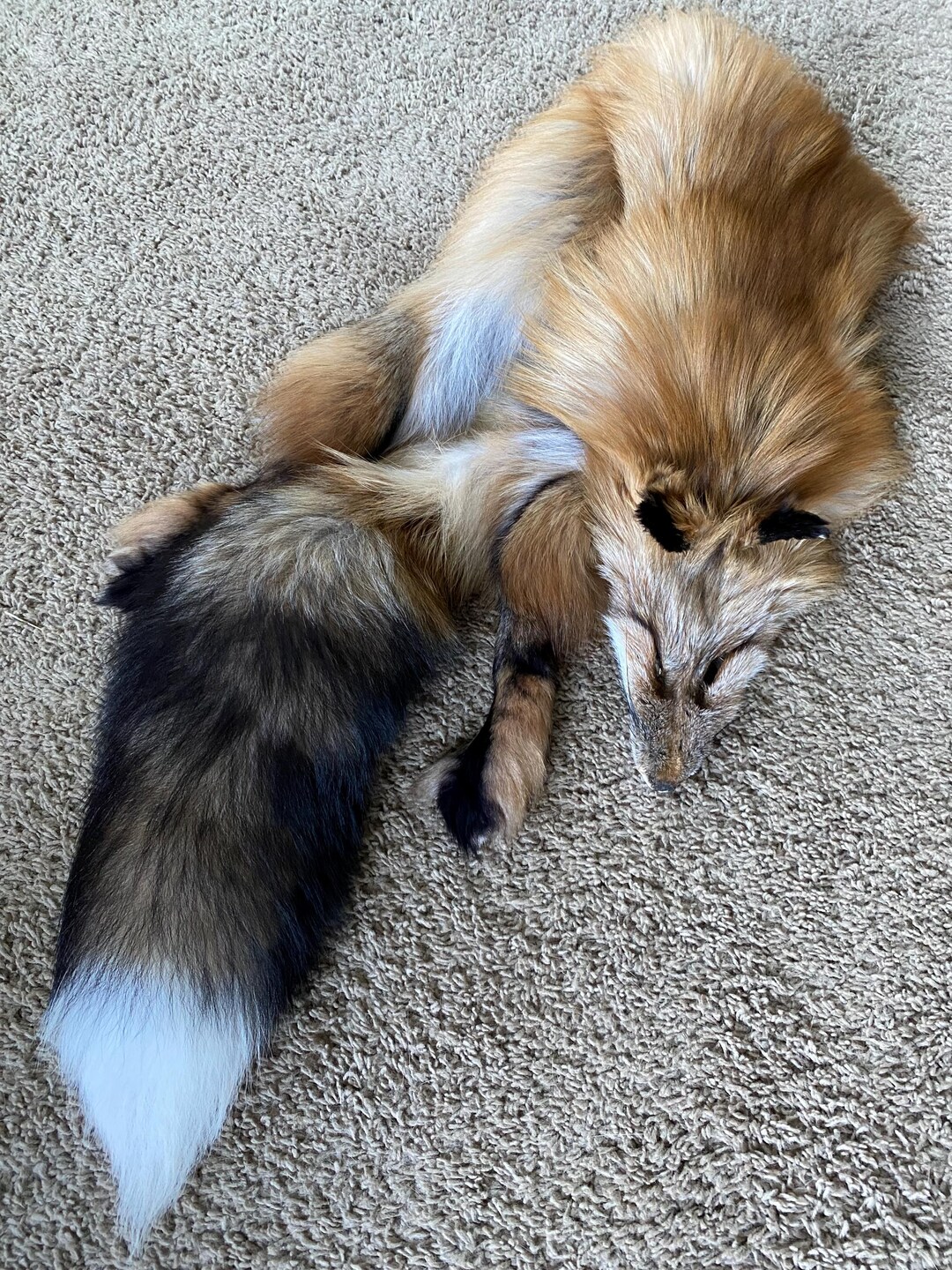 JUMBO TAIL Ranch Red Fox Pelt Select 5* Tanned Fur Farmed Great Leather ...