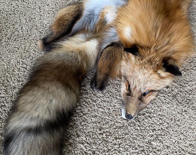 JUMBO TAIL Ranch Red Fox Pelt Select 5* Tanned Fur Farmed Great Leather ...