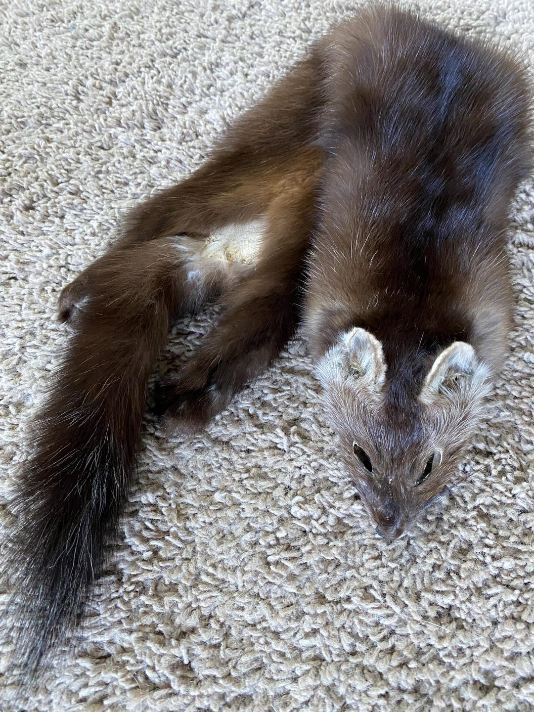 PINE MARTEN SABLE Pelt Tanned Log Cabin Decor Man Cave Art Leather Wild ...