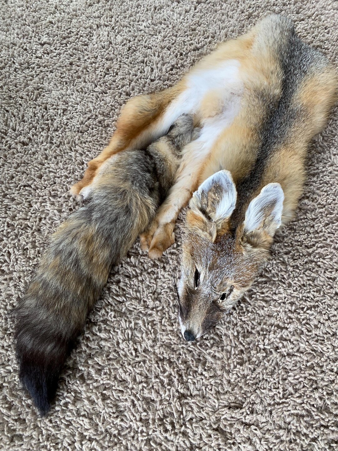 JUMBO Kit Fox Tanned Real Pelt Log Cabin Decor Sweet Lil Pelt Red Grey ...