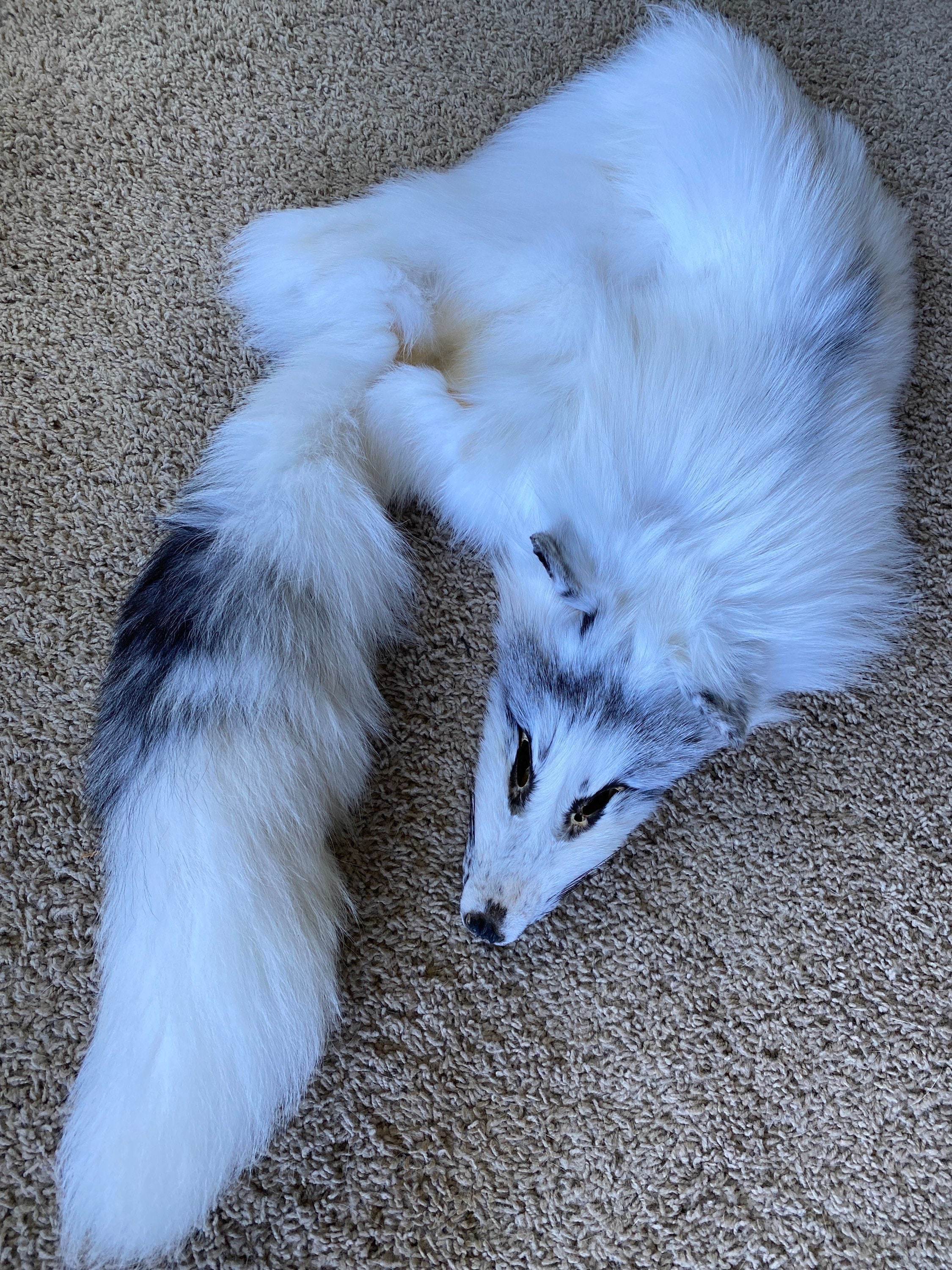 Arctic Marble Fox Pet