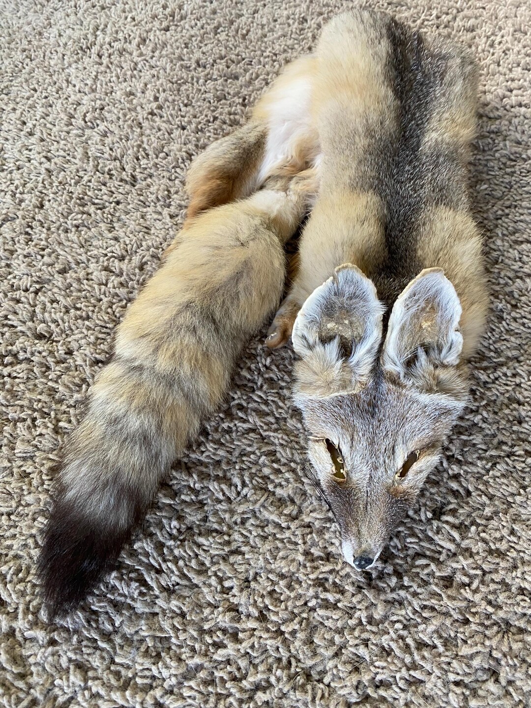 Kit Fox Tanned Real Pelt Log Cabin Decor Sweet Lil Pelt Red Grey Gray ...
