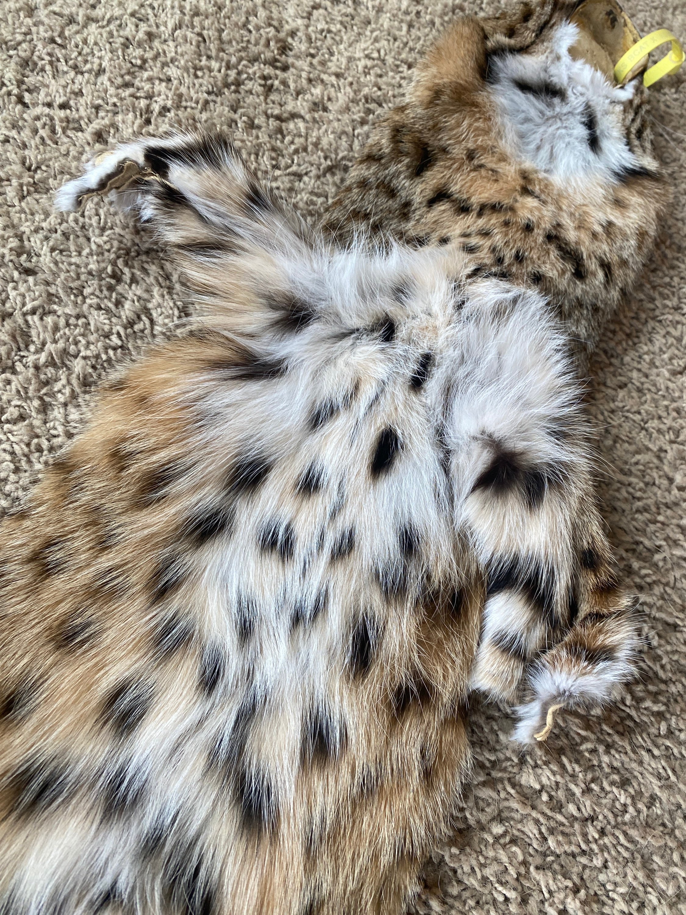 Bobcat Pelt