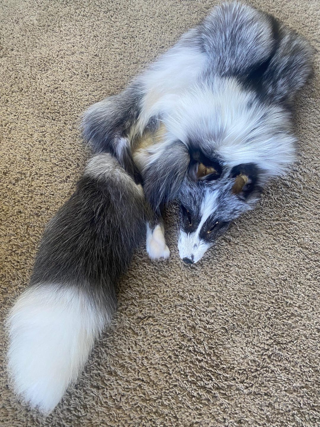 Ranch Fox Platinum Mutation Tanned Pelt Fur Great Leather Soft Fluffy ...