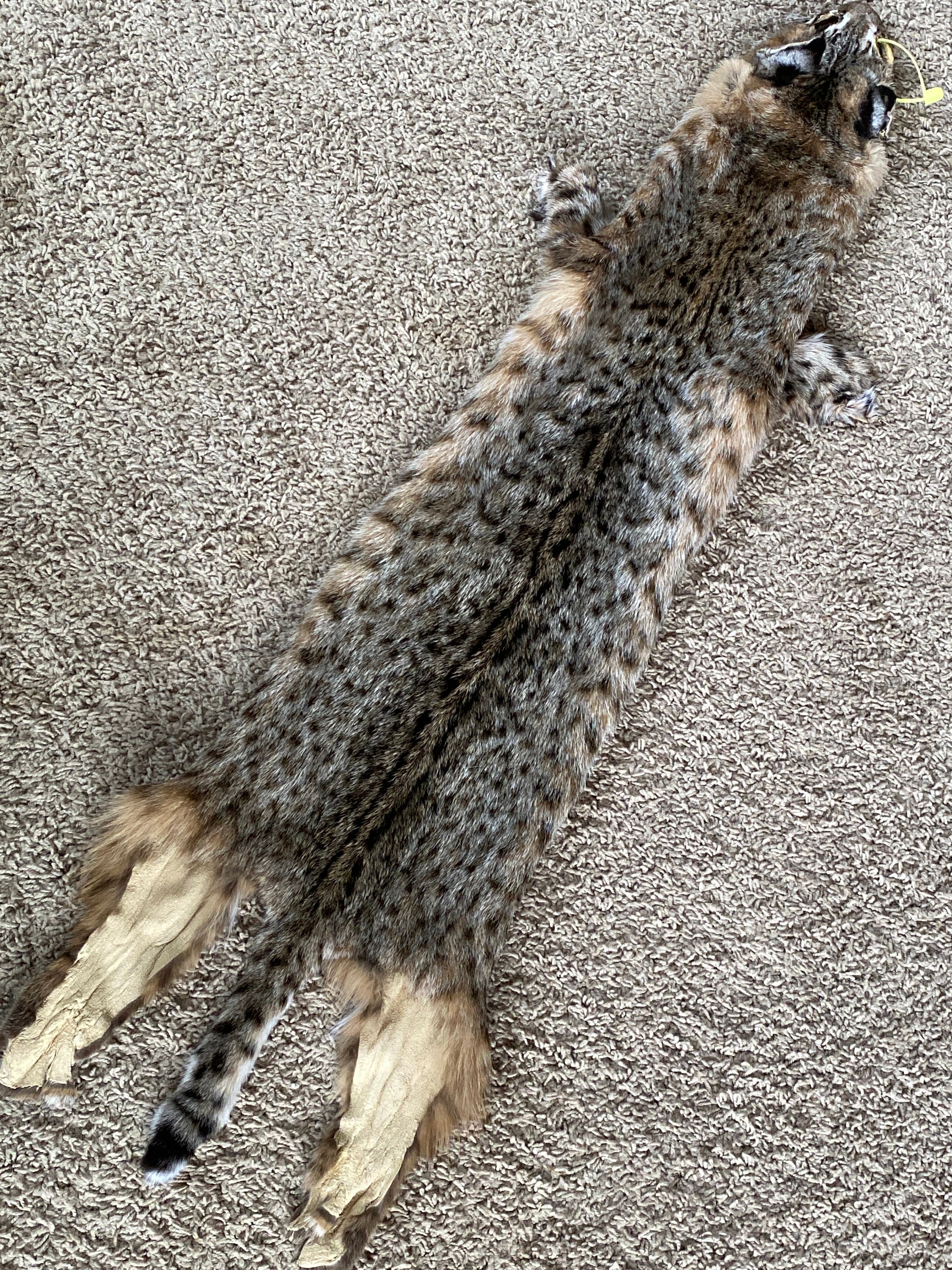 Bobcat Pelt