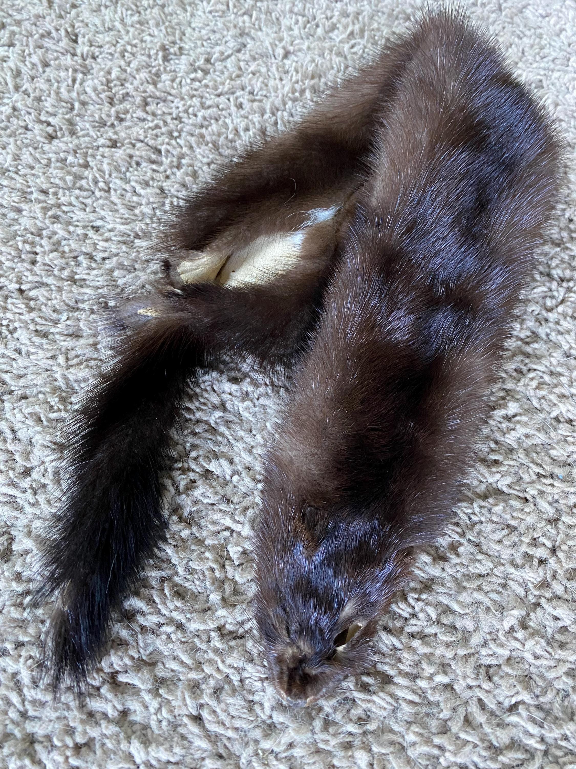 SELECT WILD MINK Pelt Tanned Log Cabin Decor Man Cave Art Leather Wild ...