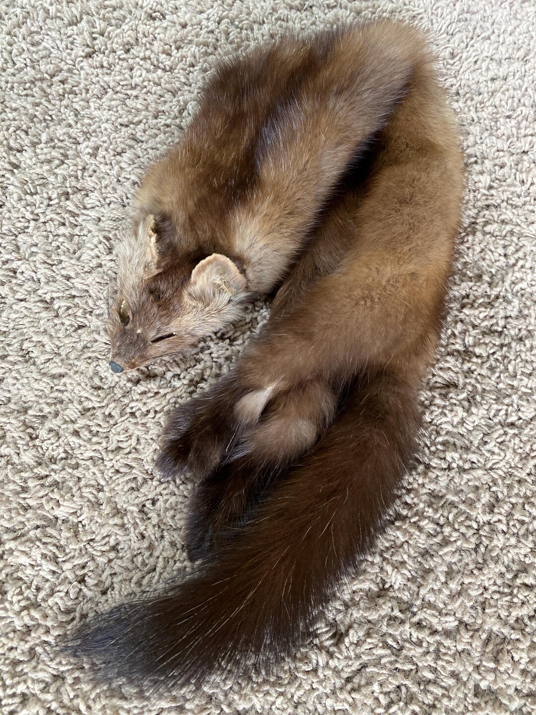 PINE MARTEN SABLE Pelt Tanned Log Cabin Decor Man Cave Art Leather Wild ...