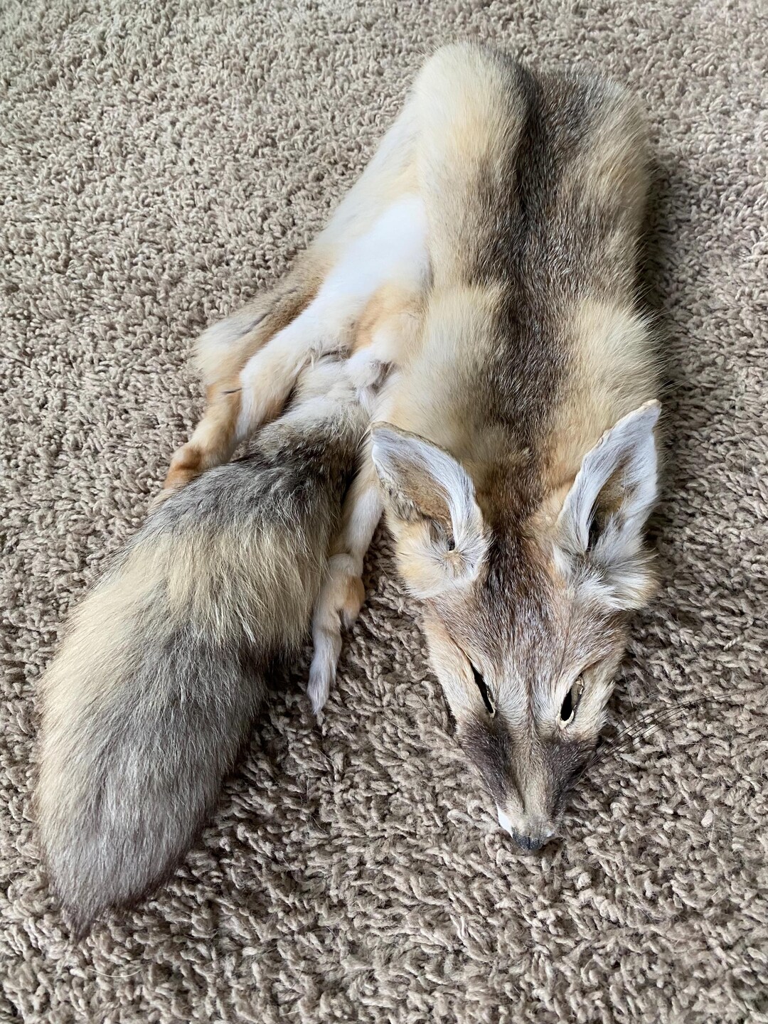 Kit Fox Tanned Real Pelt Log Cabin Decor Sweet Lil Pelt Red Grey Gray ...
