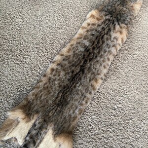 BOBCAT ULTRA SPOTTED Pelt Fresh Tanned Thick Heavy Pelt Fur Hide Log ...