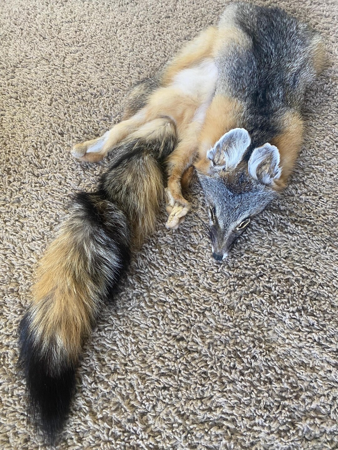 Gray Fox Select Pelt Fur Hide USA Tanned High Quality Log Cabin Decor ...