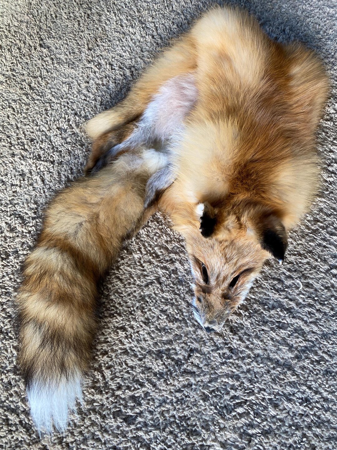 Wild RED Fox Wild Pelt Fur Natural Log Cabin Decor Art Man Cave Coyote ...