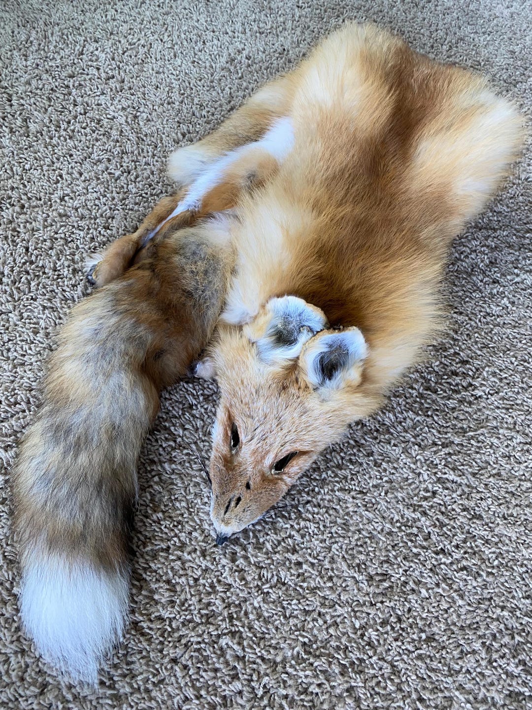 Wild RED Fox Wild Pelt Fur Natural Log Cabin Decor Art Man Cave Coyote ...