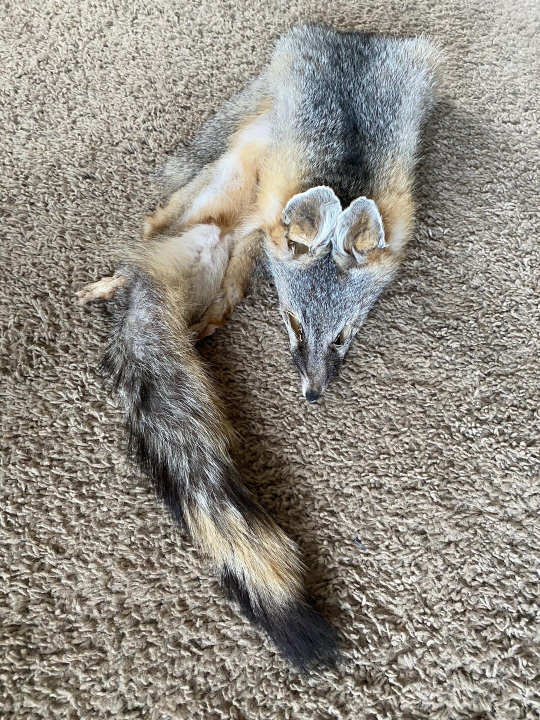 Gray Fox Select Pelt Fur Hide USA Tanned High Quality Log Cabin Decor ...