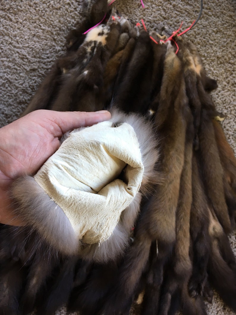 MARTEN Pelts Tanned to Perfection Log Cabin Decor Man Cave Art Leather ...