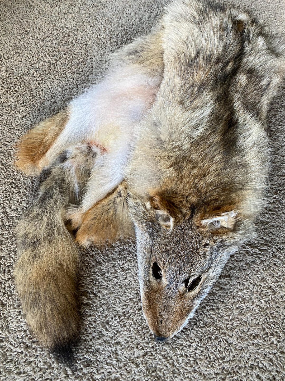 Quality Coyote Pelt Fresh Tanned Thick Heavy Pelt Wall Decor or Parka ...