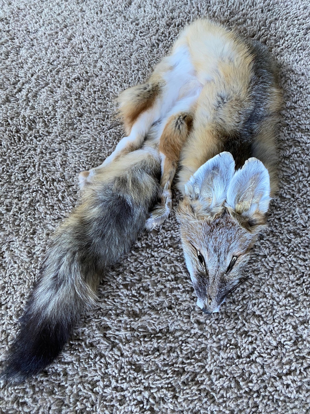 SELECT Kit Fox Tanned Real Pelt Log Cabin Decor Sweet Lil Pelt Red Grey ...