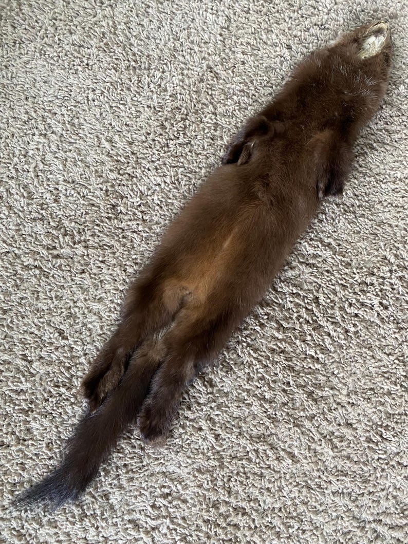 PINE MARTEN SABLE Pelt Tanned Log Cabin Decor Man Cave Art Leather Wild ...