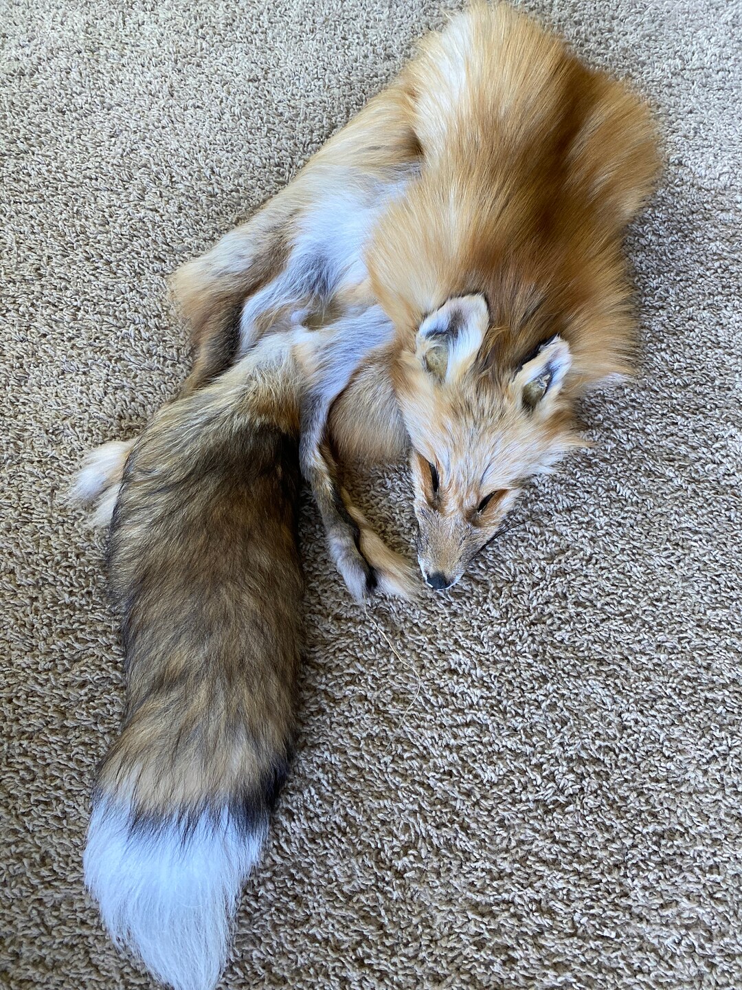 Heavy Red Fox Pelt Select Tanned Fur Farmed Great Leather Soft - Etsy