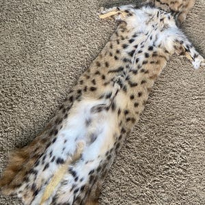 BOBCAT ULTRA SPOTTED Pelt Fresh Tanned Thick Heavy Pelt Fur Hide Log ...