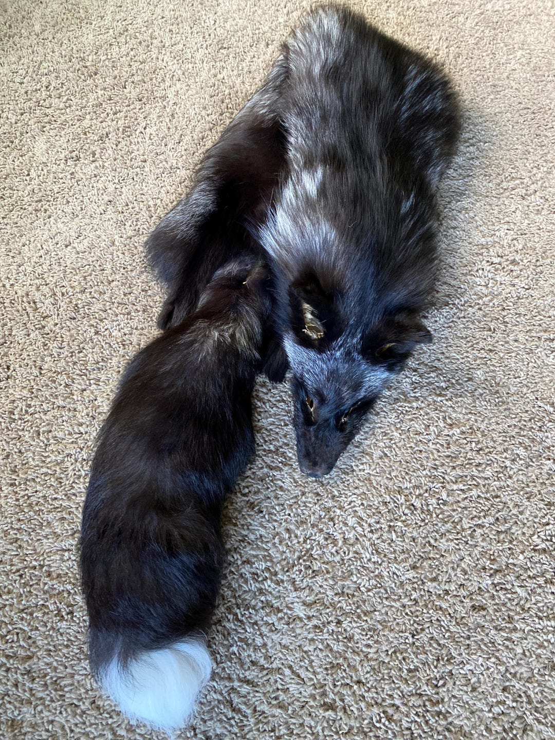 SELECT Ranch Silver Fox Pelt Tanned Fur Great Leather Soft Fluffy Fur ...