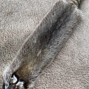 SUPER JUMBO Raccoon Coon Pelt Fur Fresh Tanned Thick Heavy Pelt Wall ...