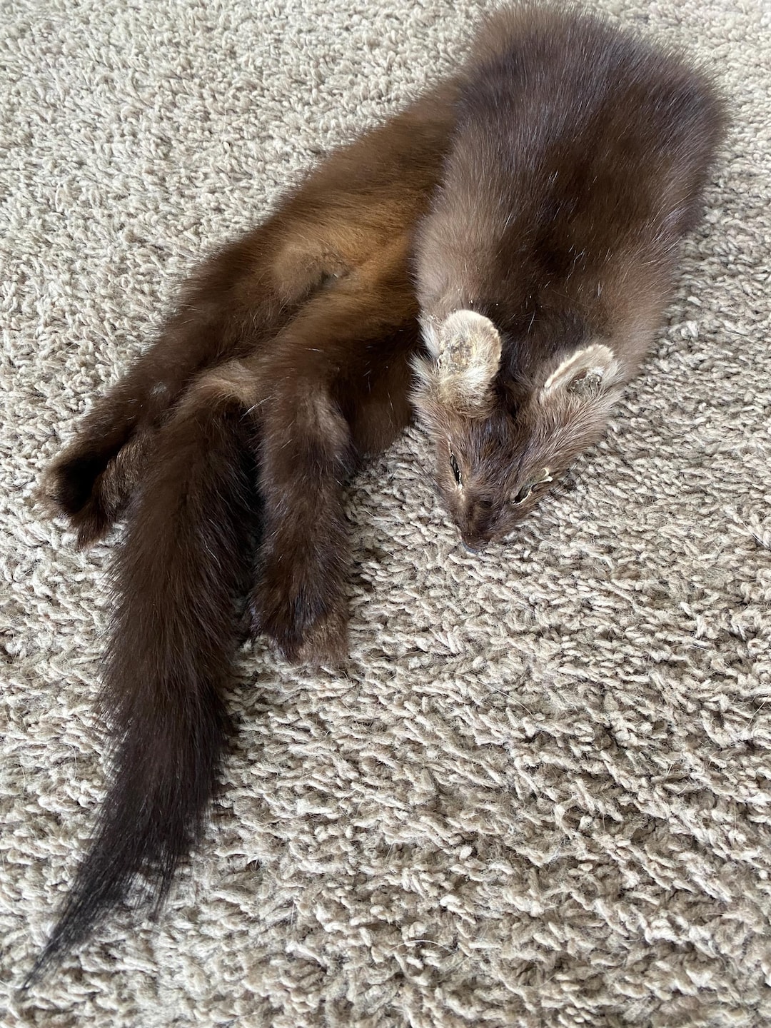 PINE MARTEN SABLE Pelt Tanned Log Cabin Decor Man Cave Art Leather Wild ...