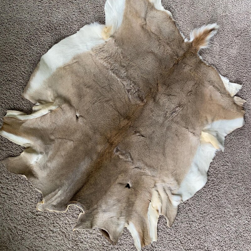Whitetail Deer Hide - Etsy