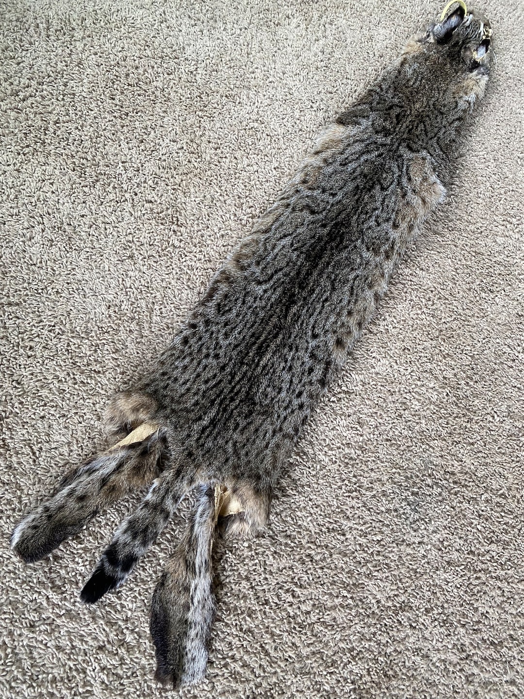 BOBCAT ULTRA SPOTTED Pelt Fresh Tanned Thick Heavy Pelt Fur Hide Log ...