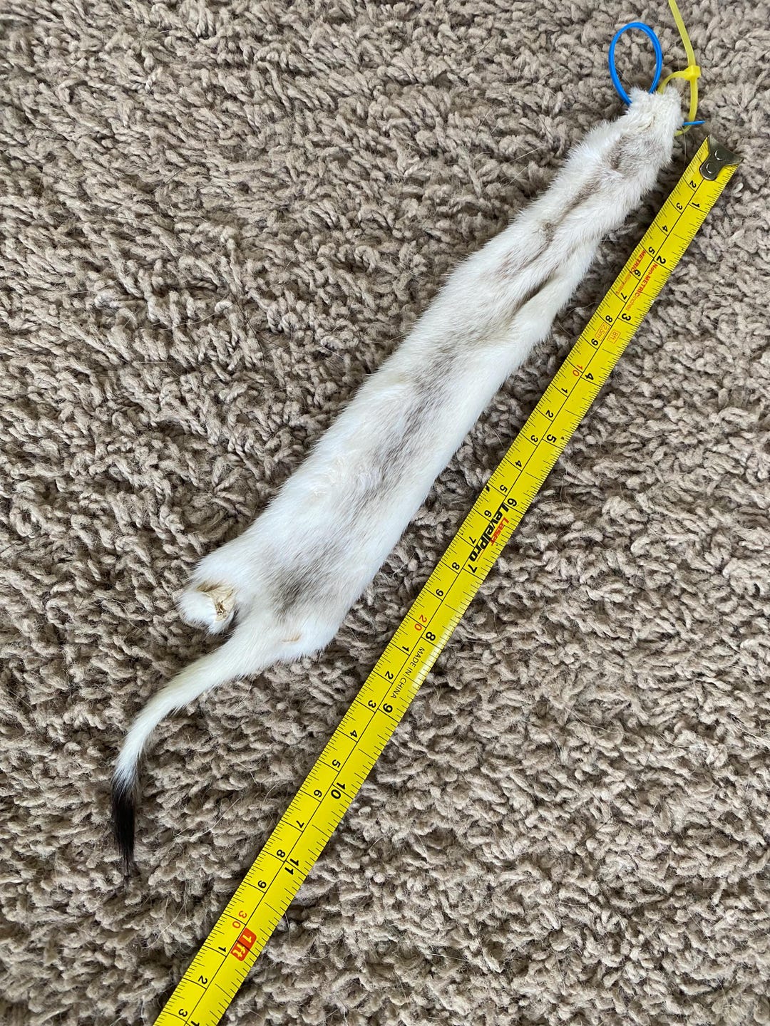 Tanned Shorttailed Weasel Pelt Real Fur Taxidermy Log Cabin Decor - Etsy