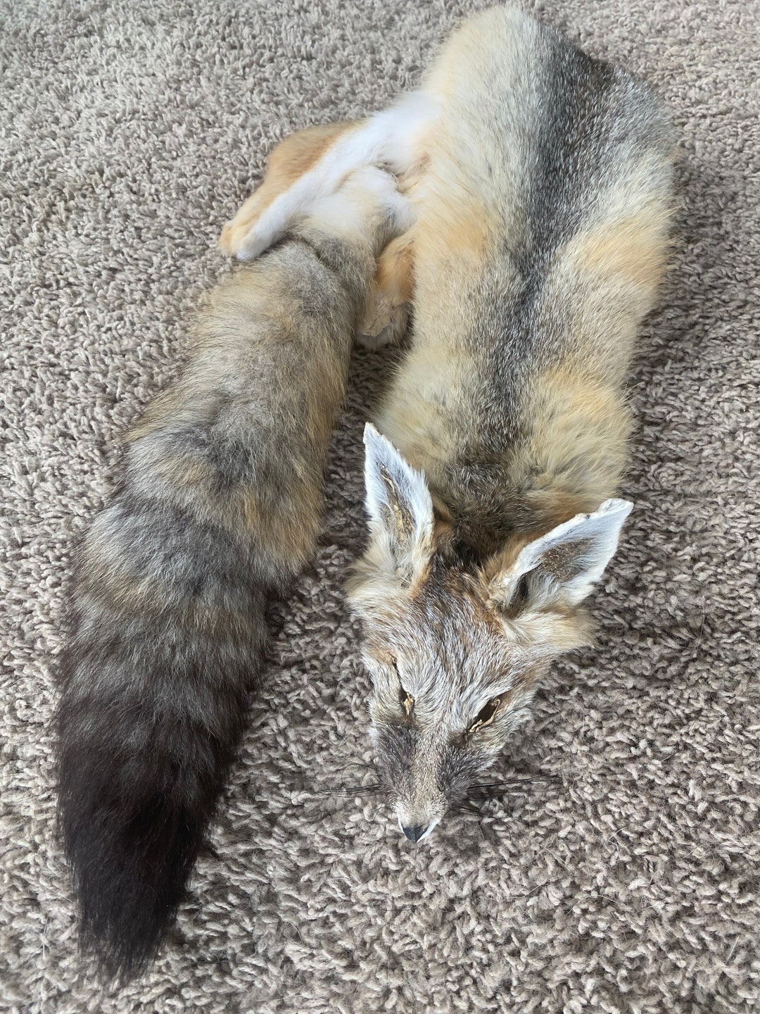 SELECT Kit Fox Tanned Real Pelt Log Cabin Decor Sweet Lil Pelt Red Grey ...