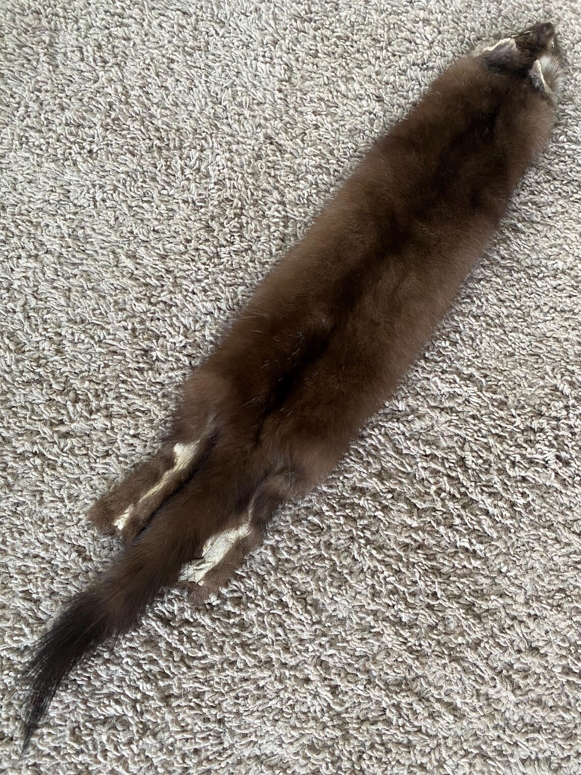 PINE MARTEN SABLE Pelt Tanned Log Cabin Decor Man Cave Art Leather Wild ...