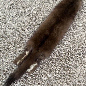PINE MARTEN SABLE Pelt Tanned Log Cabin Decor Man Cave Art Leather Wild ...