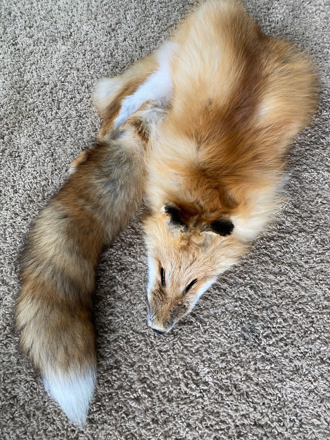 RED Fox Wild Pelt Fur Natural Log Cabin Decor Art Man Cave Coyote Ruff ...