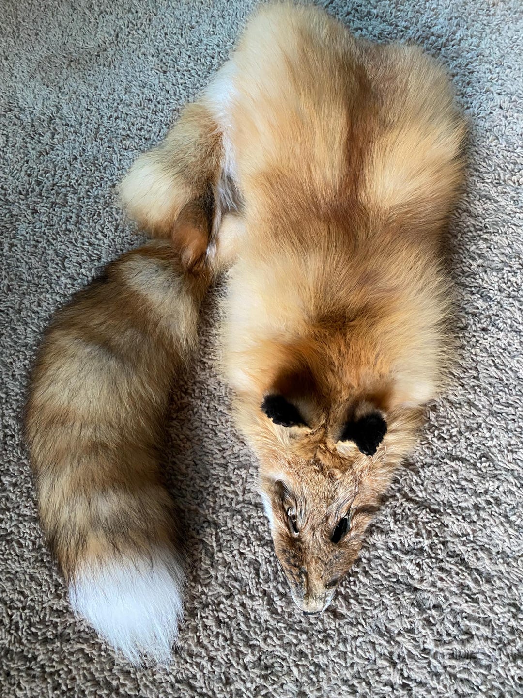 Wild RED Fox Wild Pelt Fur Natural Log Cabin Decor Art Man Cave Coyote ...