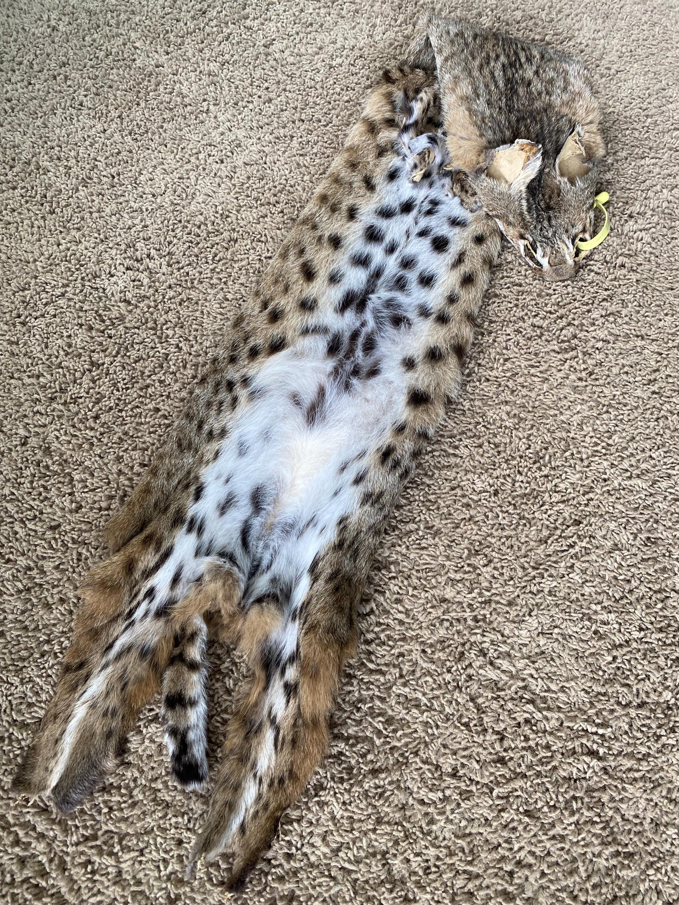CAJUN BOBCAT Nicely SPOTTED Pelt Fresh Tanned Thick Heavy Pelt Fur Hide ...