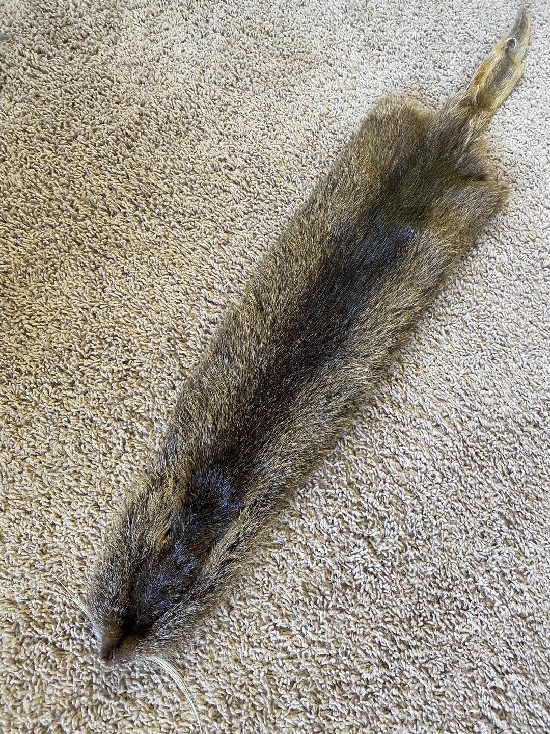 Nutria Pelt W/ Tail Fur Hide Tanned Super Soft Man Cave Art Log Cabin ...